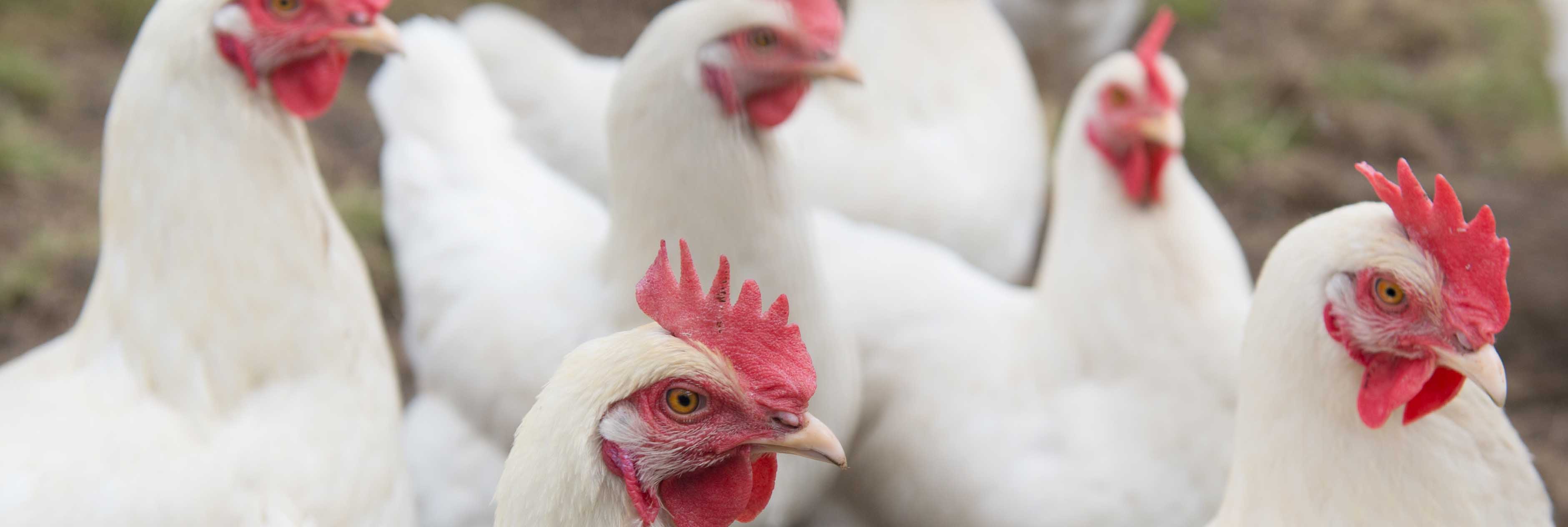 USDA poultry processor | New Hampshire Farm Bureau Federation