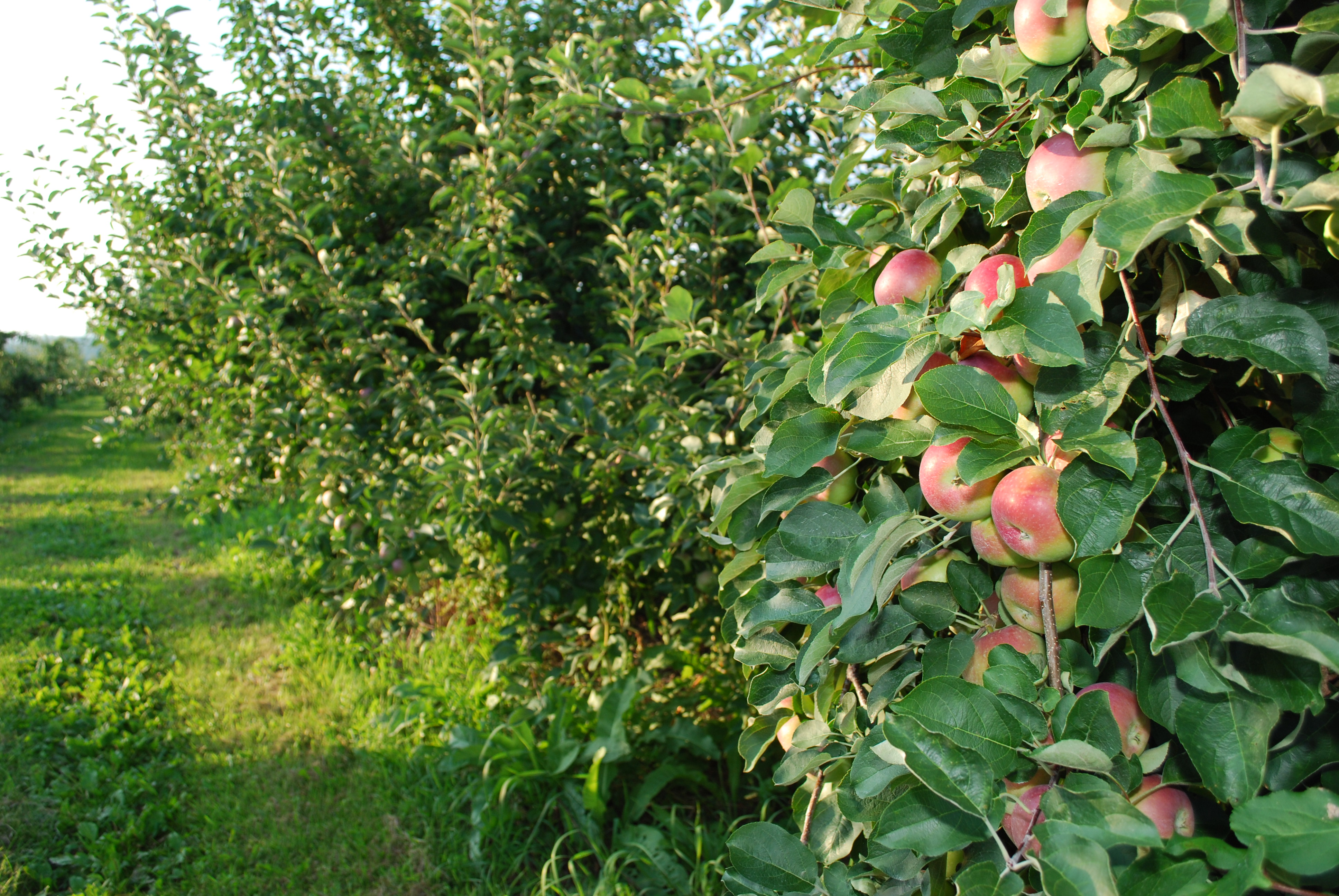 Agriculture in New Hampshire | New Hampshire Farm Bureau Federation